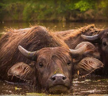 Drive Through Safari Park, Zoo, Tennessee Safari Park, Alamo, TN