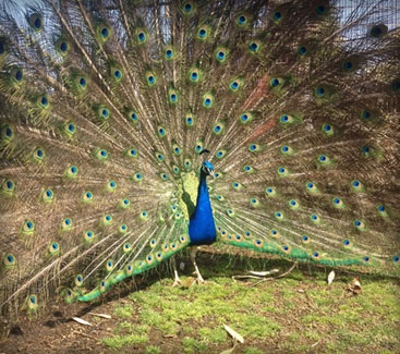 Drive Through Safari Park, Zoo, Tennessee Safari Park, Alamo, TN