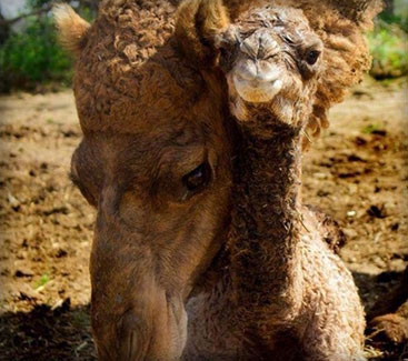 Drive Through Safari Park, Zoo, Tennessee Safari Park, Alamo, TN